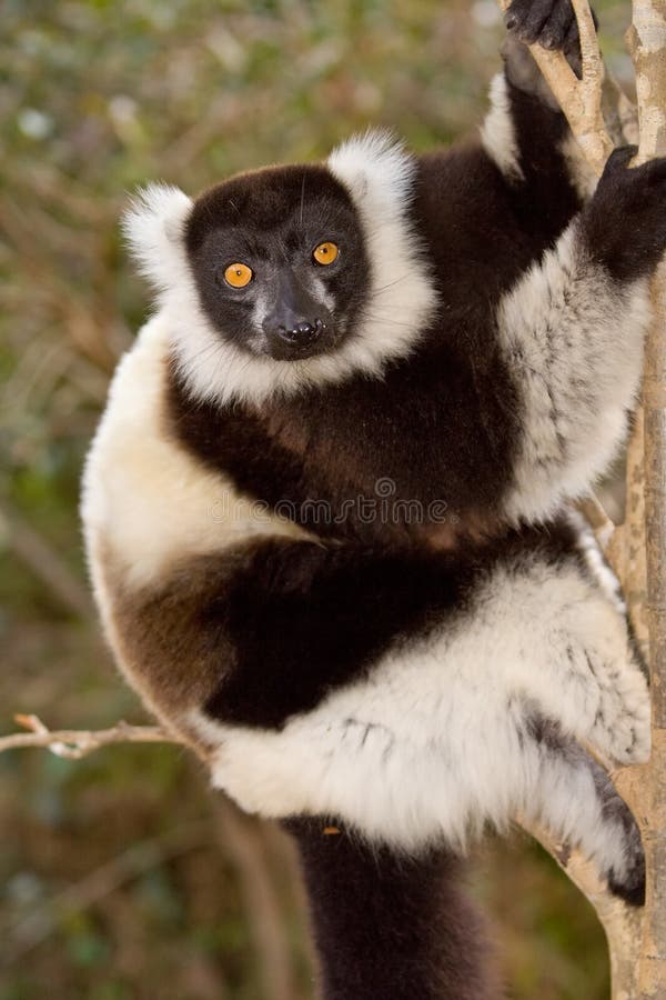 Black and White Ruffed Lemur Stock Photo - Image of wildlife, lemuridae ...