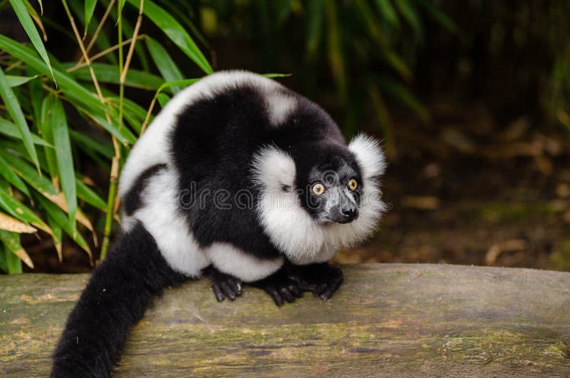 Black And White Ruffed Lemur Stock Photo - Image of green, feet: 84925162