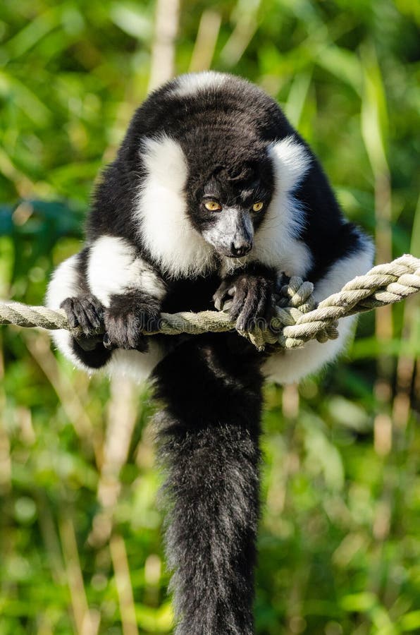 Black And White Ruffed Lemur Picture. Image: 84979580