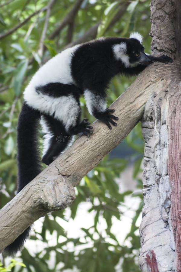 Black and White Ruffed Lemur / Lemur Climbing Tree Stock Photo - Image ...