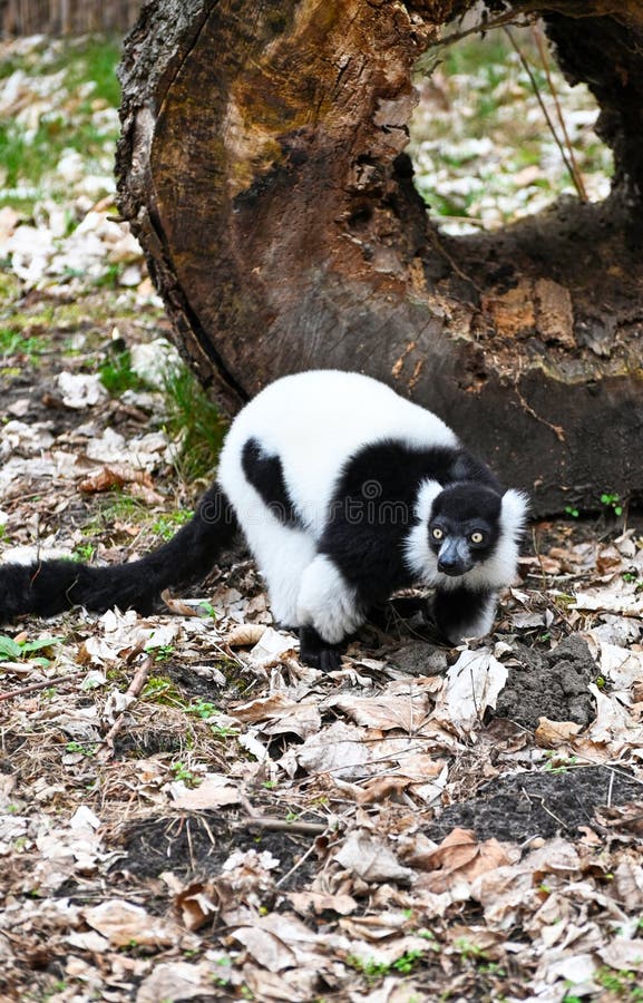 A Black and White Ruffed Lemur in the Forest Stock Photo - Image of ...