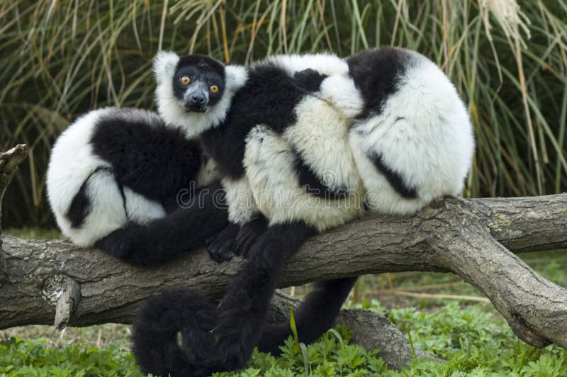 Black-and-white Ruffed Lemur Stock Image - Image of madagascar, ruffed ...
