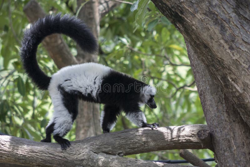 Black and White Ruffed Lemur / Lemur Climbing Tree Stock Image - Image ...
