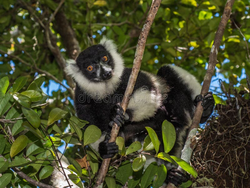 Black-and-white Ruffed Lemur of Madagascar Stock Photo - Image of black ...