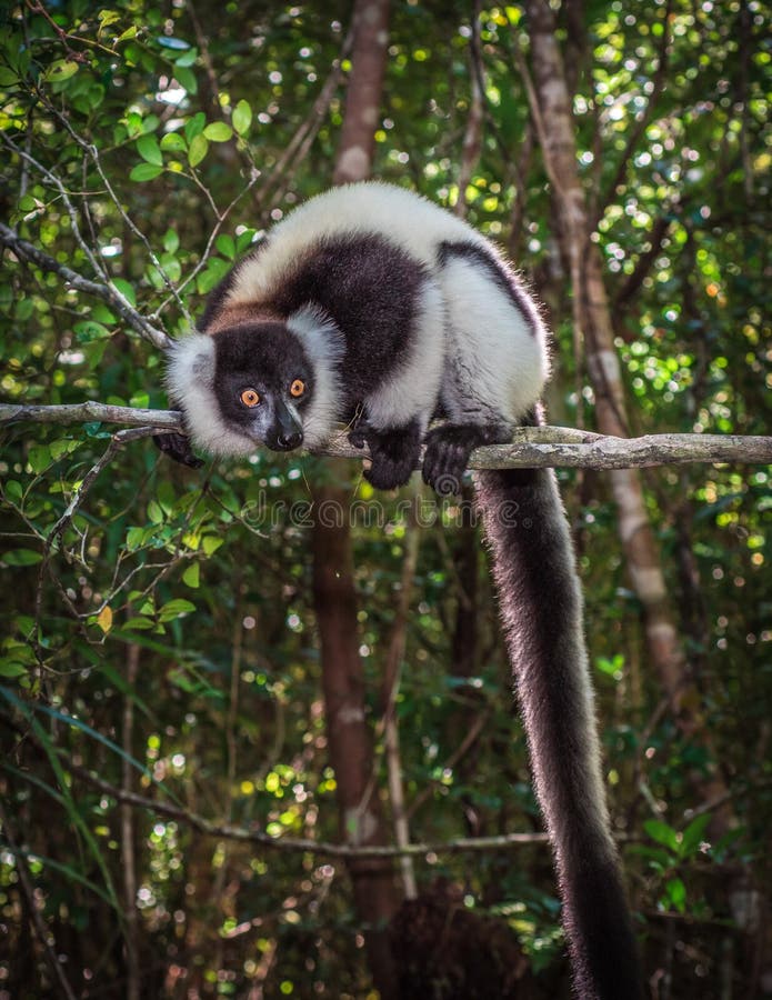 Cute Ruffed Black And White Lemur Monkey Sitting On A Tree Branch And ...