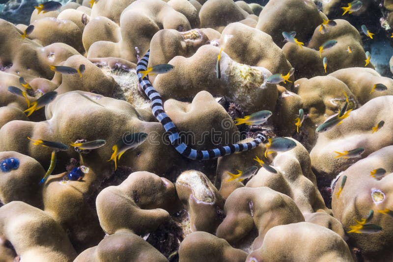Banded sea snake stock image. Image of pacific, sulawesi - 6962167