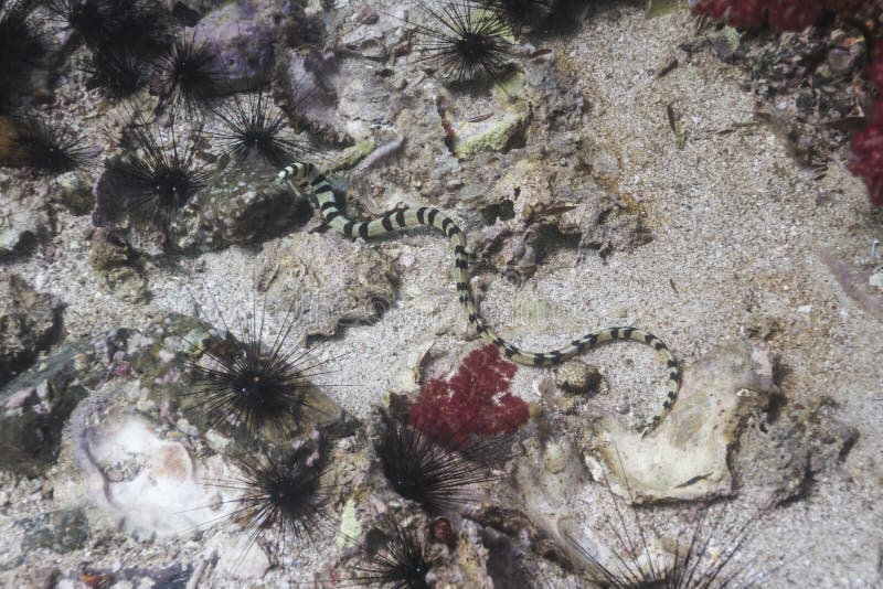 131 Poisonous Black Sea Snake Stock Photos - Free & Royalty-Free Stock ...