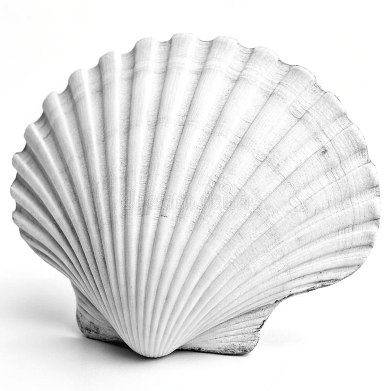 Black and White Seashell Isolated on White Background Stock ...
