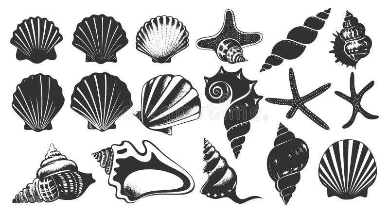 Black and White Seashell and Starfish Illustrations Stock Vector ...
