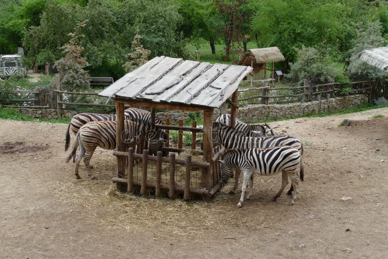 Black and white sebra stock photo. Image of adventure - 158052362