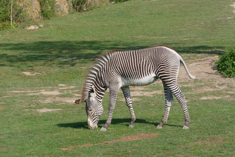 Sebra in savanna stock photo. Image of close, savanna - 36385162