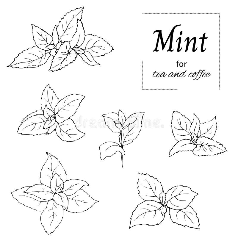 Black and White Set of Mint Leaves on a White Background. Vector ...
