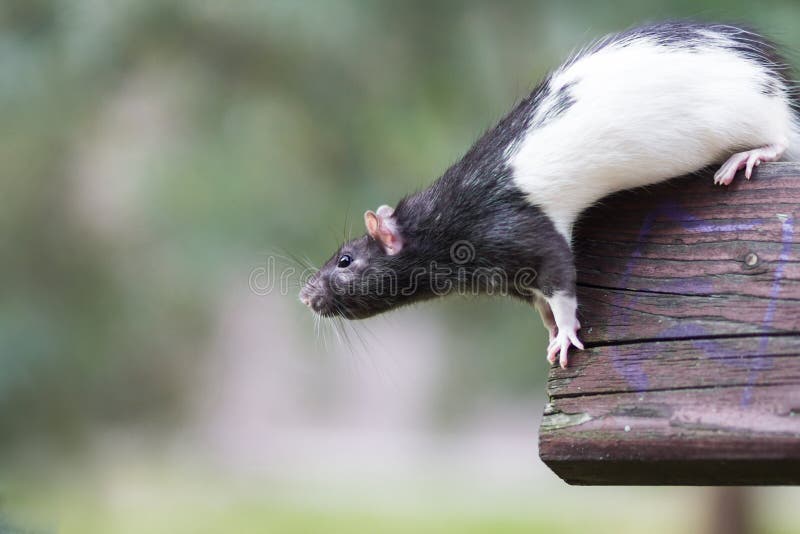 407 Sewer Rat Stock Photos - Free & Royalty-Free Stock Photos from ...