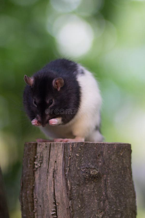 161 Black Sewer Rat Stock Photos - Free & Royalty-Free Stock Photos ...
