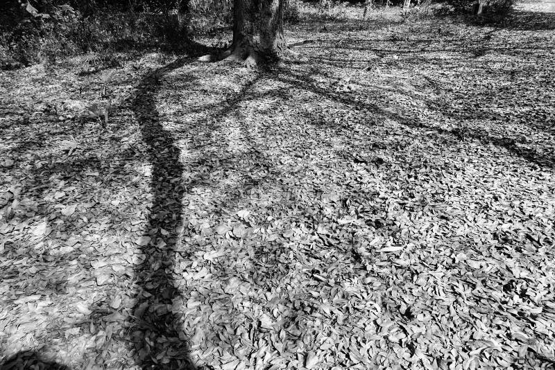 Tree Branch Shadows Texture Black And White. Stock Photo - Image of ...