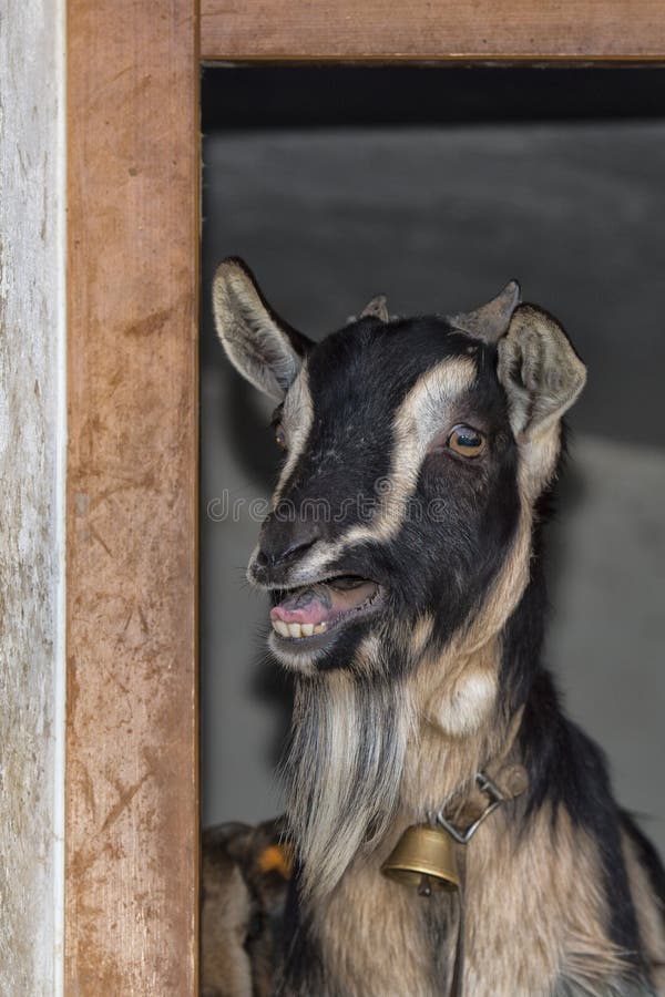 A Big White Ram Sheep with Long Horns Looking at You Close Up Stock ...