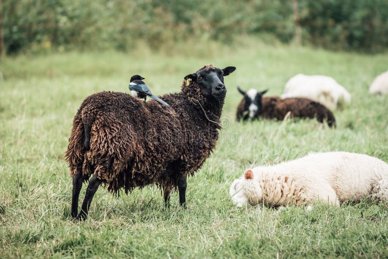 Black and white sheep stock image. Image of wool, bird - 89558535
