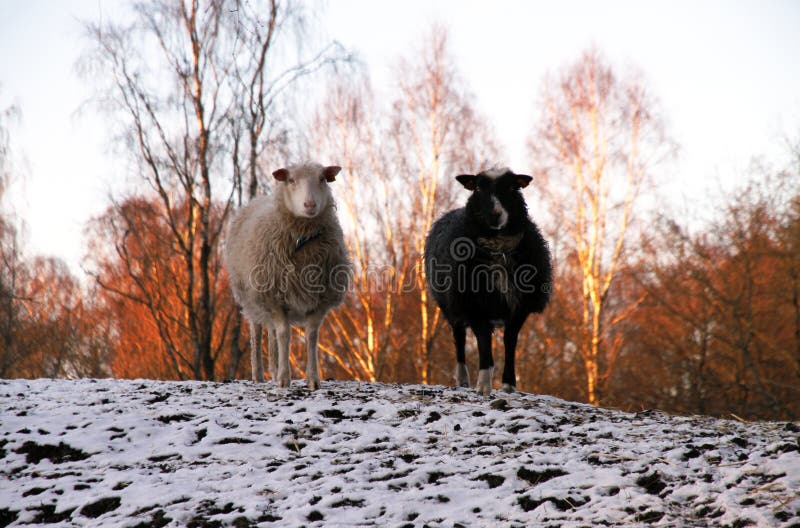 Black and White Sheep in Sunset Stock Photo - Image of beautifully ...