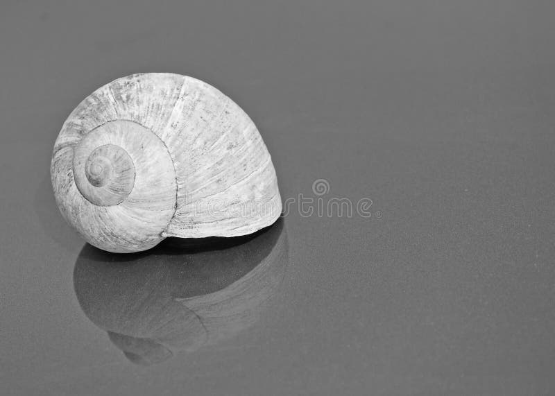 Black and White Shell stock image. Image of abstract - 18941721