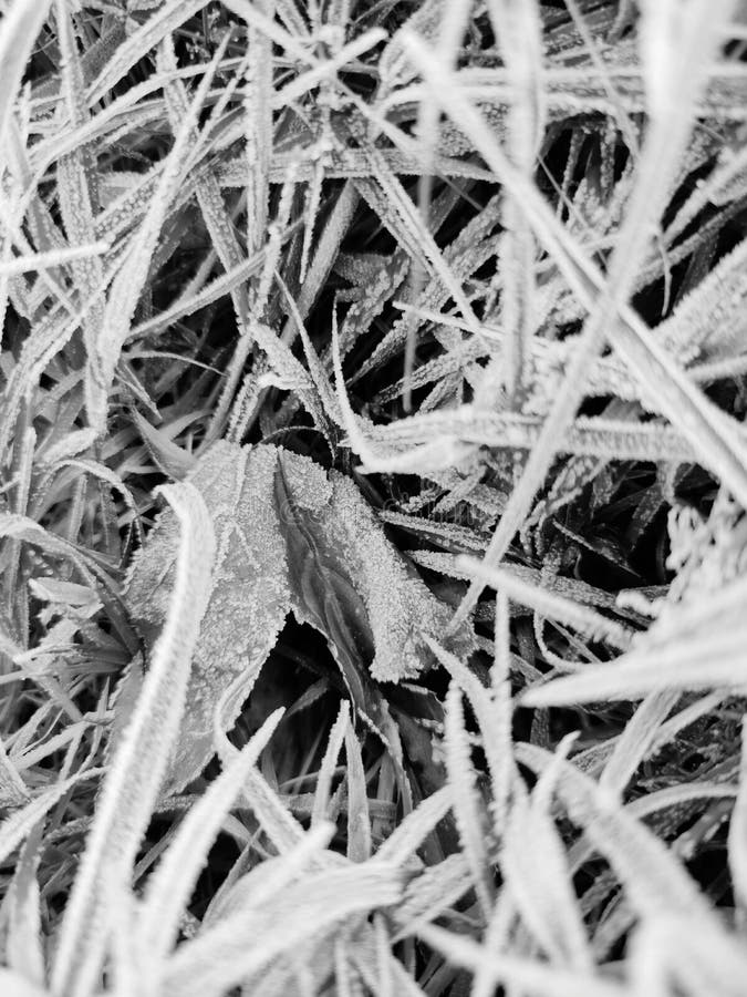 Black and White Shot of Dead Leaf of Red Color, Fallen on Frozen Grass ...