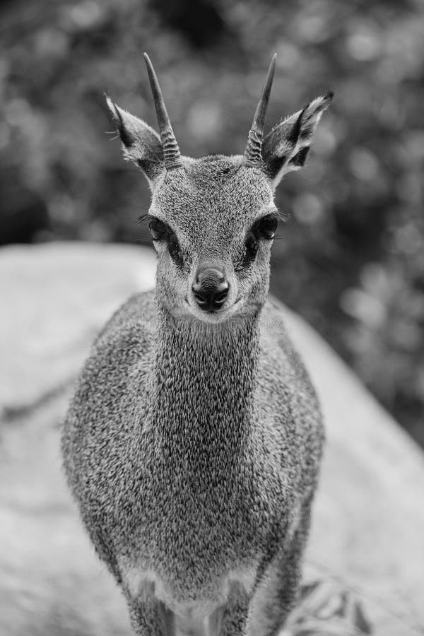 Black and White Shot of a Deer Stock Photo - Image of animal, shot ...