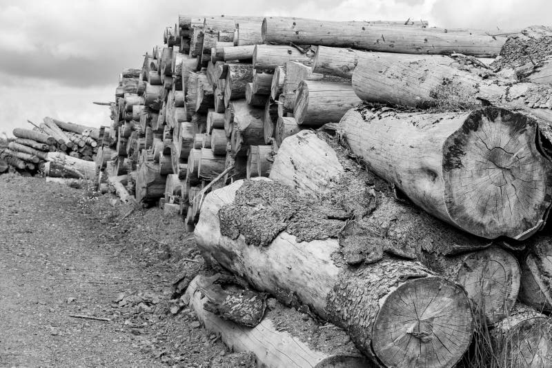 Black and White Shot of a Stack of Sawn Spruce Wood Logs in a Forest in ...