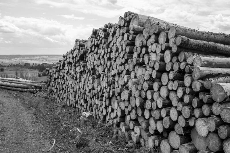 Black and White Shot of a Stack of Sawn Spruce Wood Logs in a Forest in ...