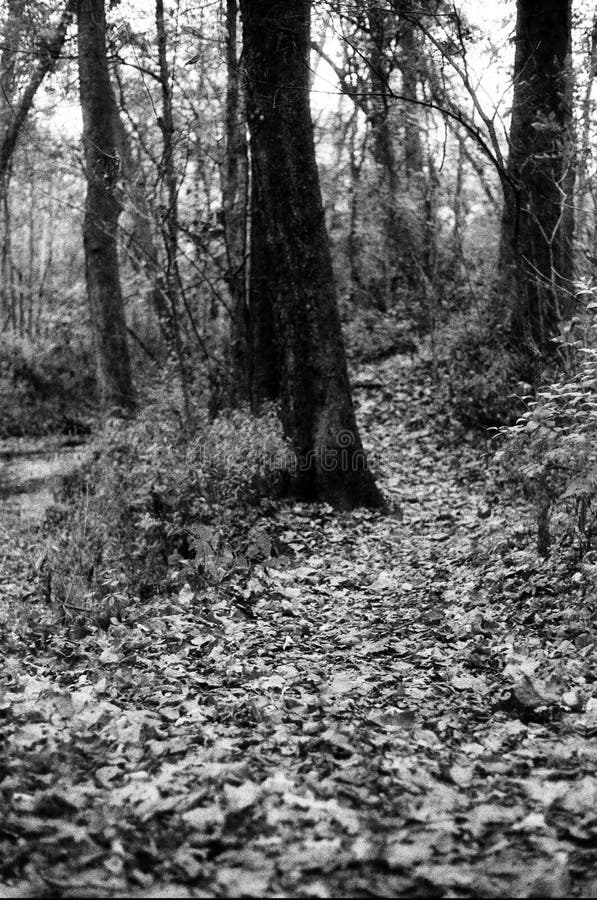 Black and White Shot of a Tree in a Forest Covered in Fallen Autumn ...
