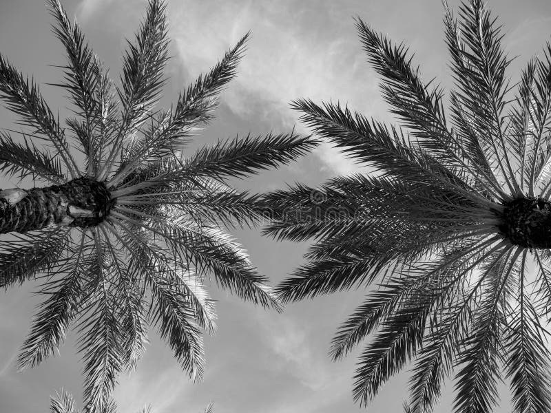 Black And White Shot Of Two Tall Palm Trees With Lush Foliage Stock Image Image Of Grass
