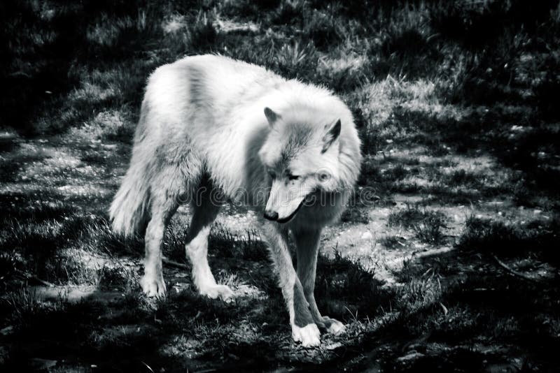 Black and White Shot of a Wolf in a Forest Stock Photo - Image of ...