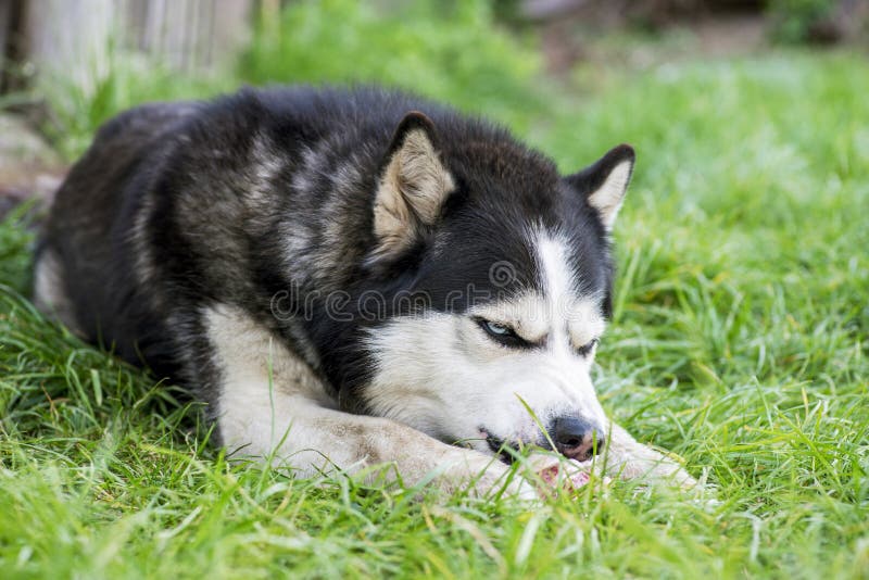 Black and White Siberian Husky Eats Bone on Meadow. Dog Breed Siberian ...