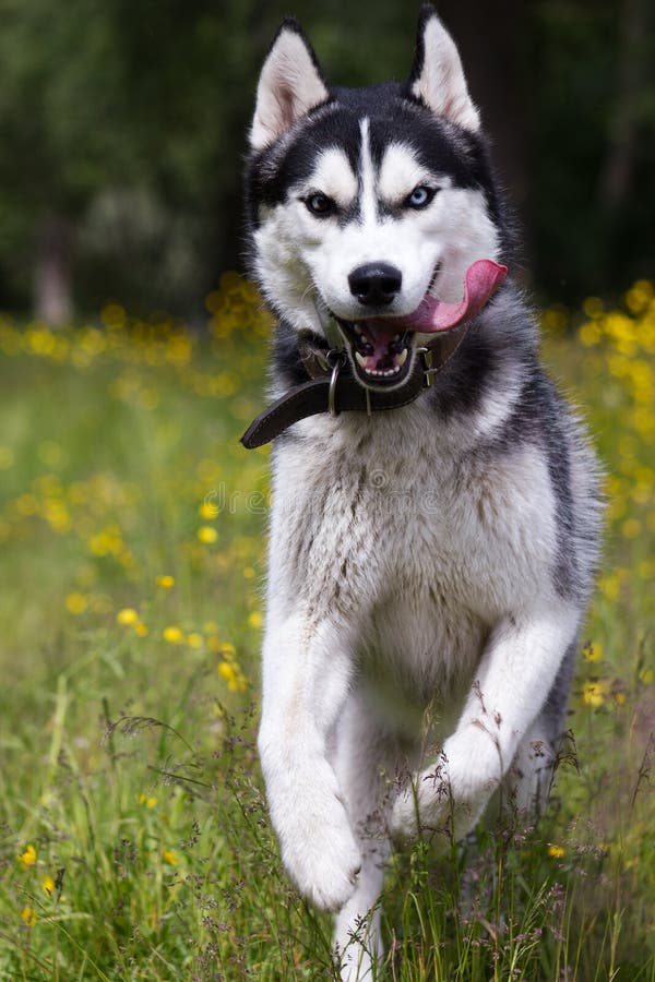 Husky on walk stock image. Image of companion, walk - 122374597