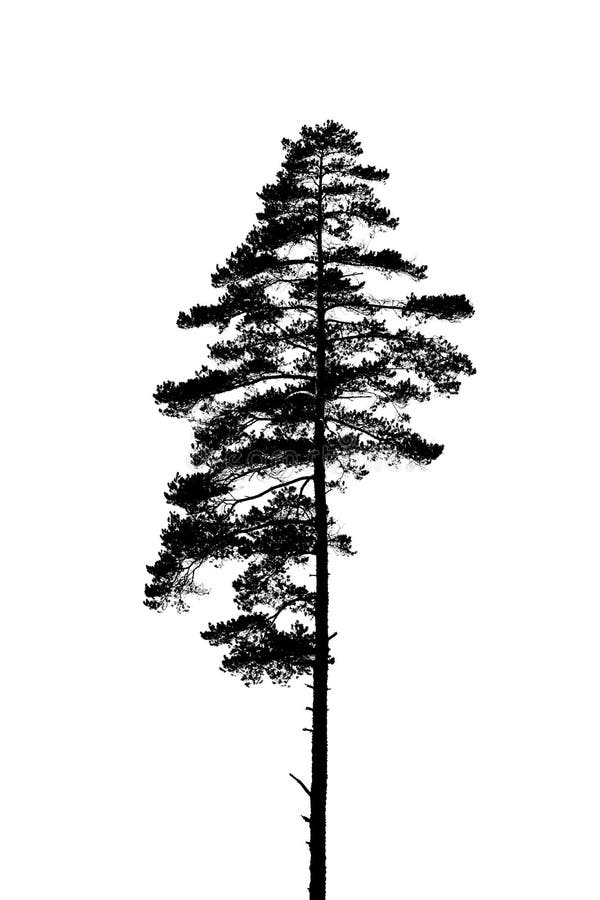 Black and White Silhouette of a Lonely Single Pine Tree Stock ...