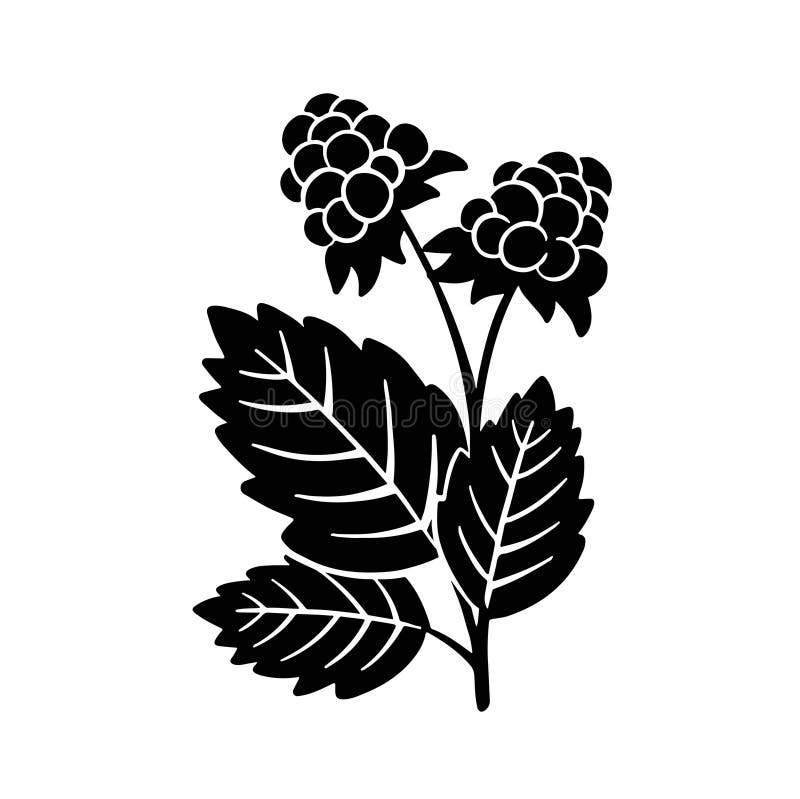Black and White Silhouette Raspberry Berry Hand Drawn Illustration ...