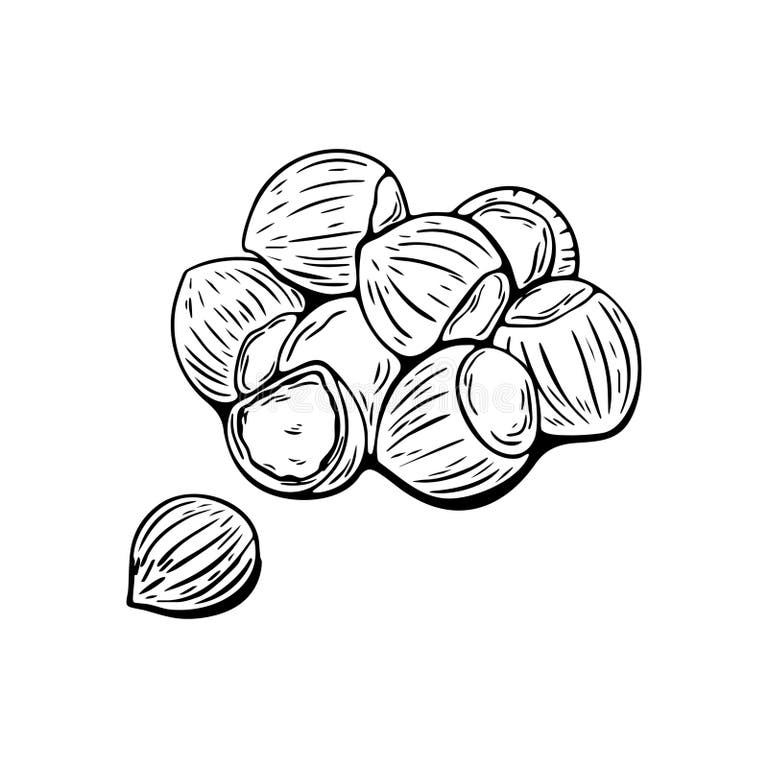 Black and White Sketch of Hazelnuts in Engraving Style Stock Vector ...