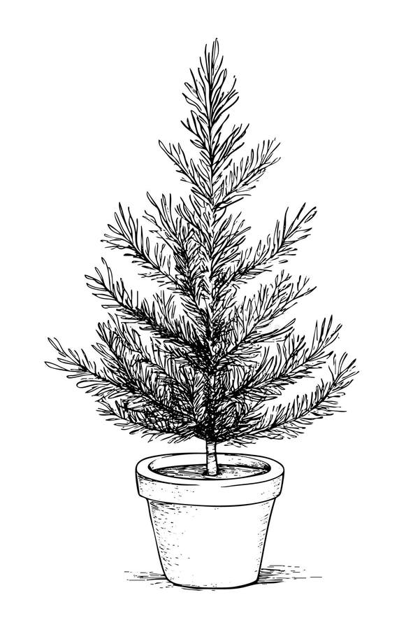 Black and White Sketch of a Potted Evergreen Tree Illustration. Stock ...