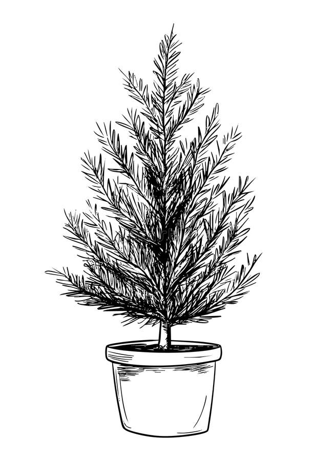 Black and White Sketch of a Potted Pine Tree Illustration. Stock Vector ...