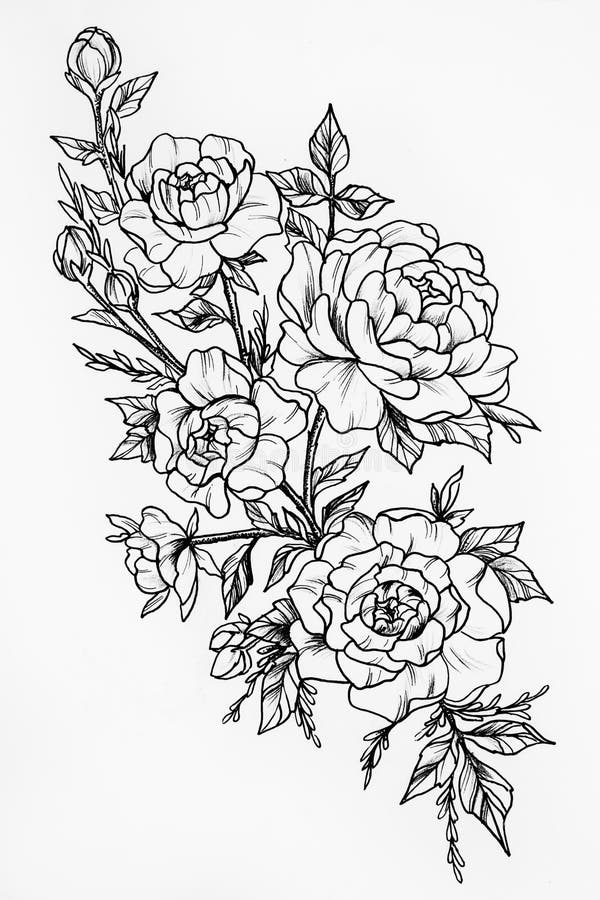 Three Rose Tattoo Outline