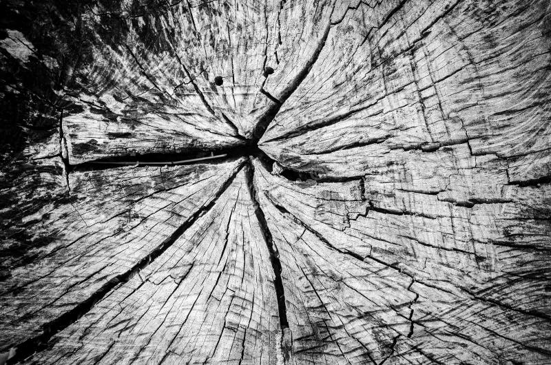 1,271 Sliced Log Stock Photos - Free & Royalty-Free Stock Photos from ...