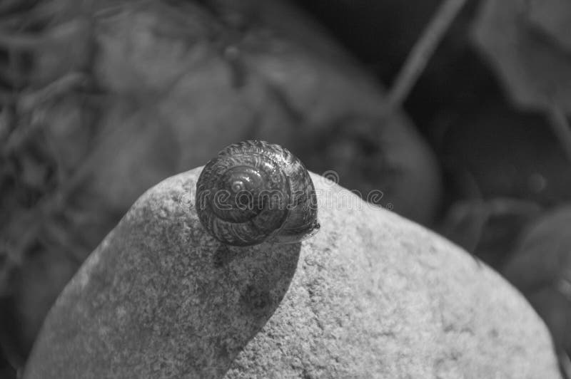 Black and White, Snail Shell on Stone. Stock Image - Image of ...