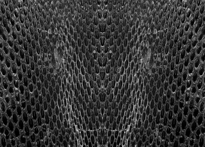 White Snake with Blue Eyes on a Cherry Blossom Branch. Ball Python ...