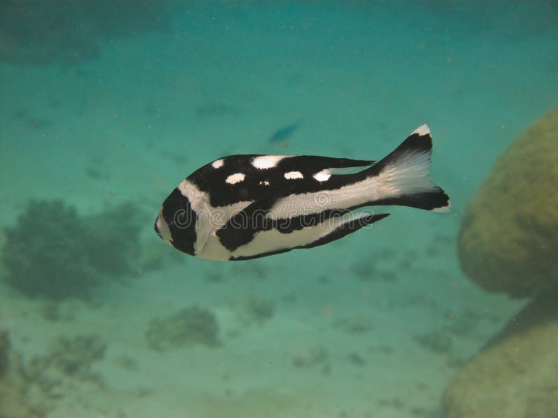 Black and White Snapper on Great Barrier Reef Stock Image - Image of ...