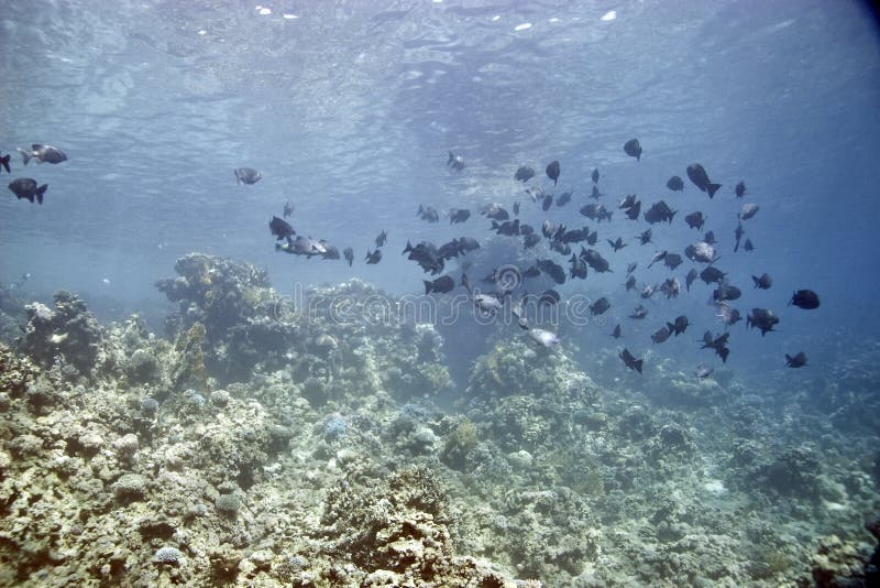 Black And White Snapper (Macolor Niger) Stock Image - Image of dive ...