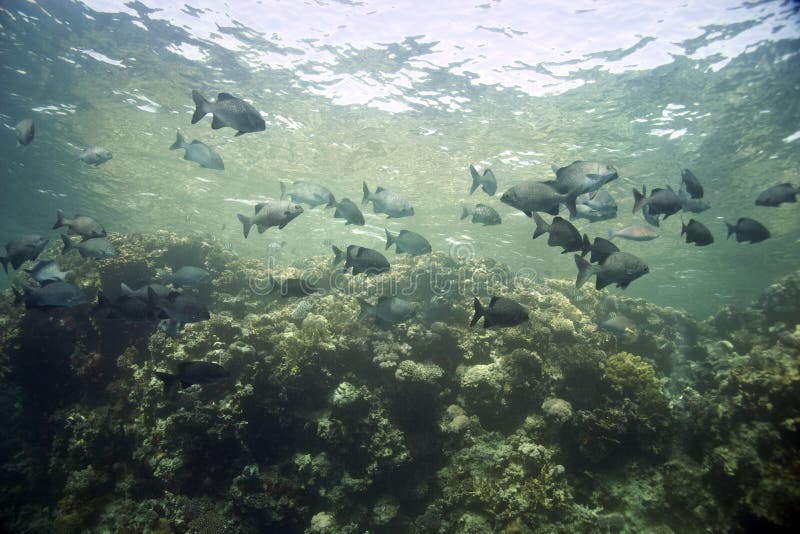 Black And White Snapper (Macolor Niger) Picture. Image: 5016268