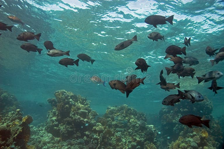 Black and White Snapper (Macolor Niger) Stock Photo - Image of animal ...