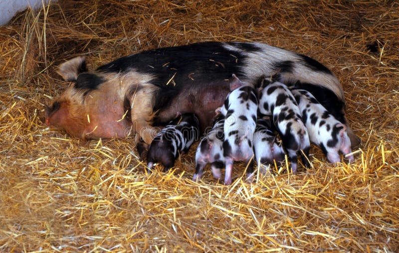 Black and White Sow Feeding 6 Black Spotted Piglets Stock Photo - Image ...