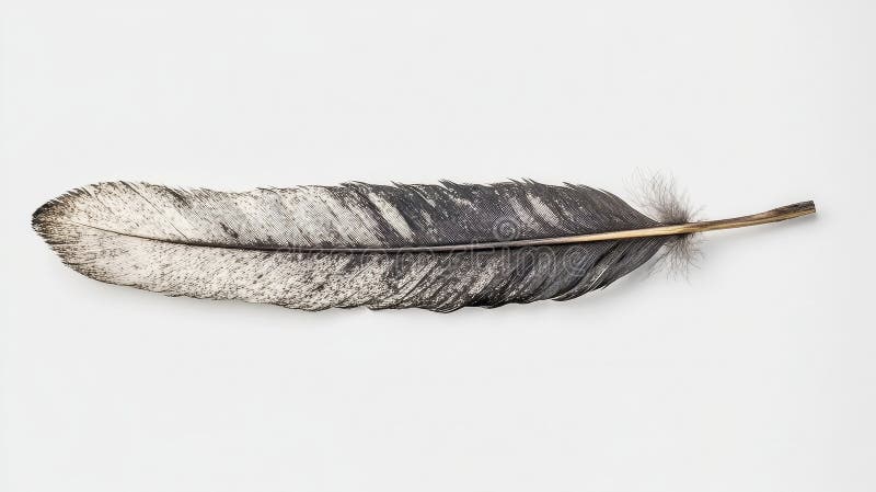 Black and White Speckled Bird Feather on White Background Stock ...