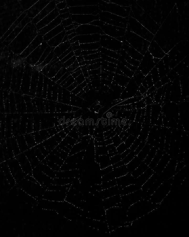 Black and White Spider Web, Completely Covered with Frost Droplets ...