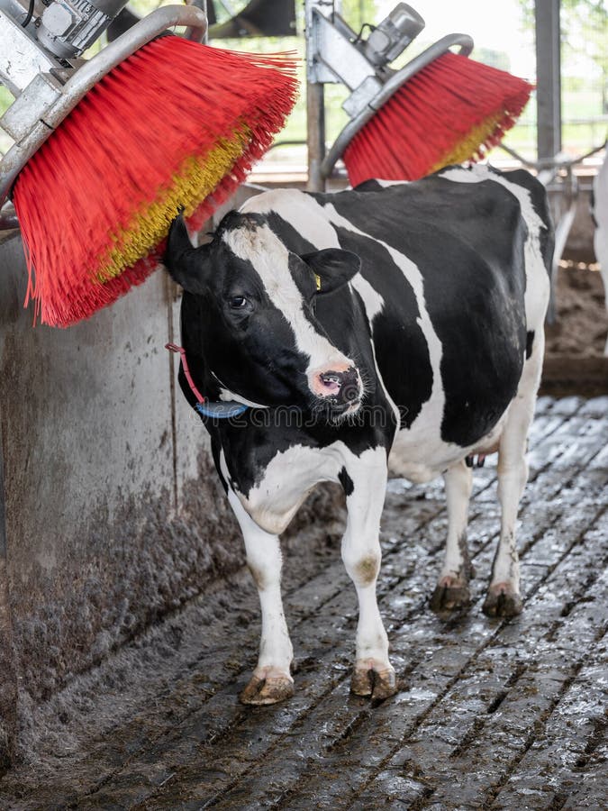 Black and White Spotted Cow Uses Brush To Get Rid of Scratch on Dutch ... Black and White Spotted Cow Uses Brush To Get Rid of Scratch on Dutch ...
