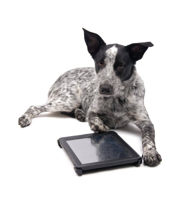 Black and White Kitty Cat Playing with a Butterfly Stock Photo - Image ...